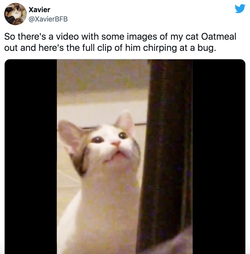 POPCAT迷因貓點擊大賽掀起全球網友瘋狂！台灣衝回第1，金牌再度入手啦